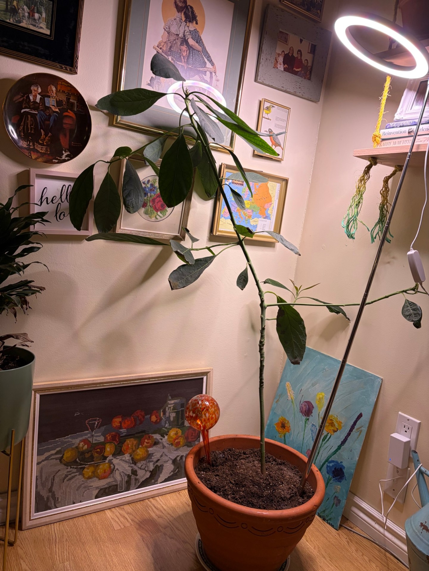 Nosey nelly – bloom.planted.north